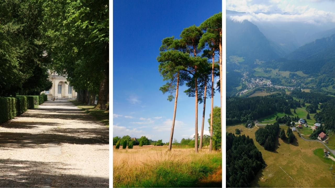 Les plus belles forêts de France à visiter cet automne